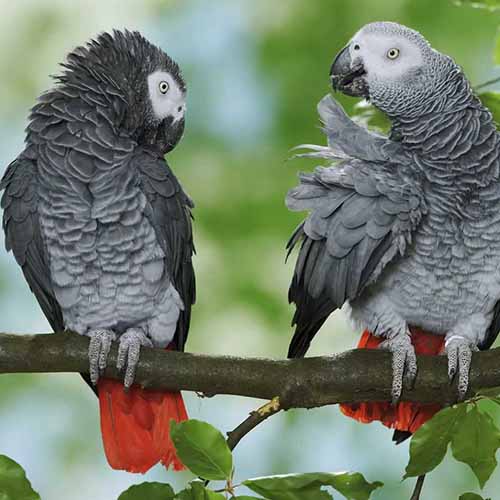 Quality Birds - Premier Parrots Breeders | Buy Parrots for Sale