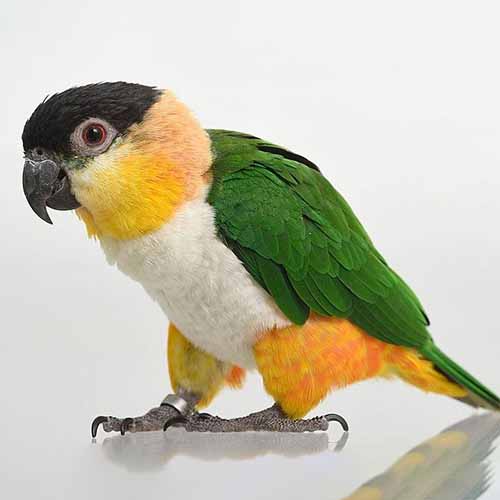 Quality Birds - Premier Parrots Breeders | Buy Parrots for Sale