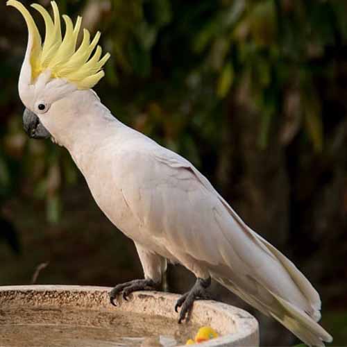 buy Parrots for sale in Morocco- breeder in Morocco