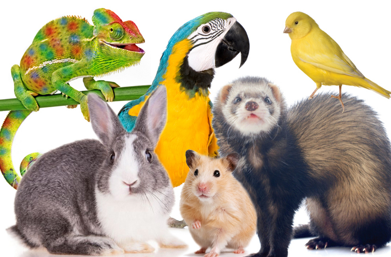 buy Exotic Pets for sale in Australia- breeder in Australia